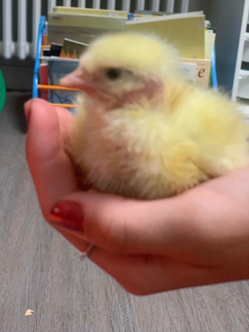 De l’œuf au poussin – Ecole élémentaire Edith Piaf